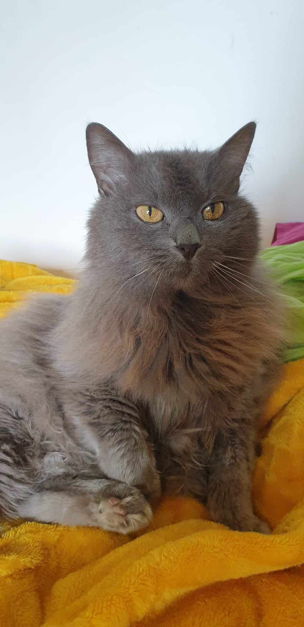 Comment se préparer au deuil de son animal de compagnie. - Nuances Animales